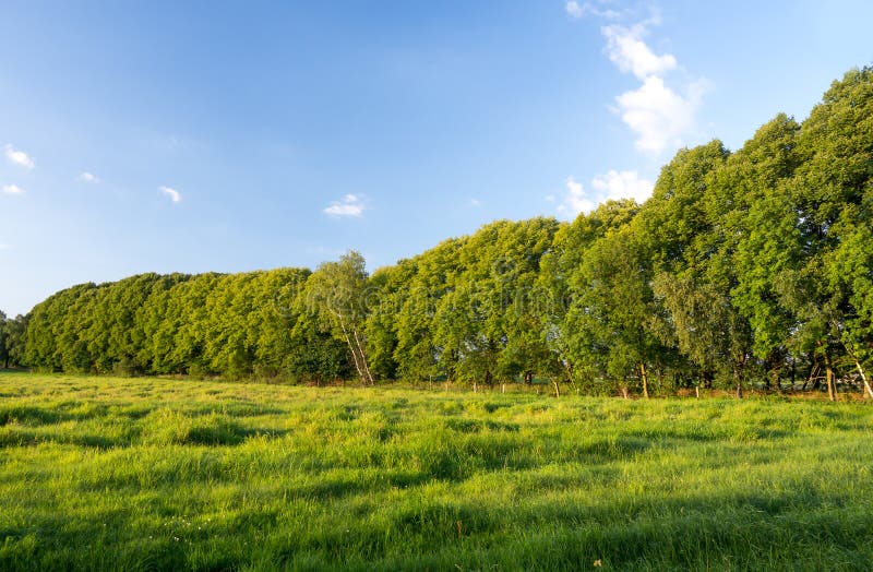 Tree line stock photo. Image of natural, tree, outdoor - 29582258