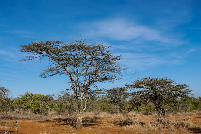 Trees Landscape in Africa Savannah Bush Stock Photo - Image of ...