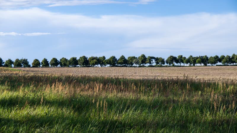 Trees in landscape stock photo. Image of forest, landscape - 33562054