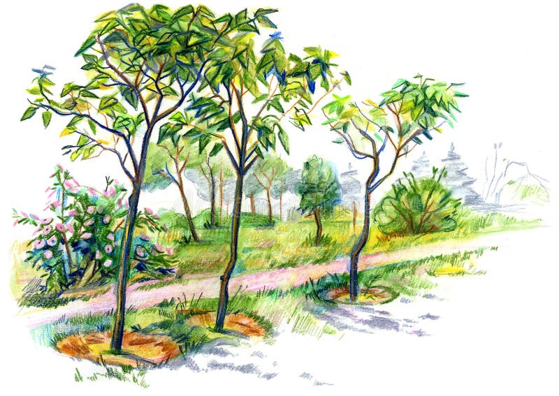 Trees. Landscape Drawing with Colored Pencils Stock Image - Image of ...