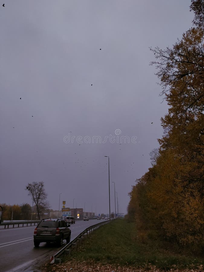 Birds Flying, Autumn Trees, Road Stock Photo - Image of flying, road ...