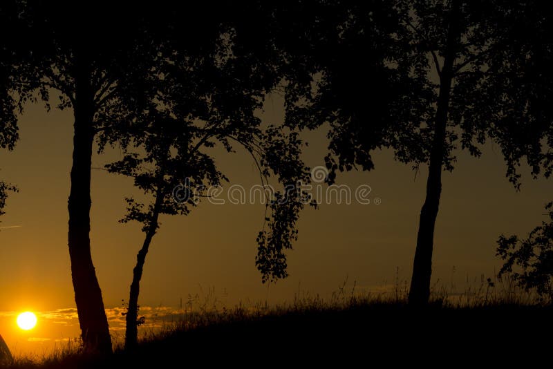 Trees landscape at sunrise stock photo. Image of light - 55219942
