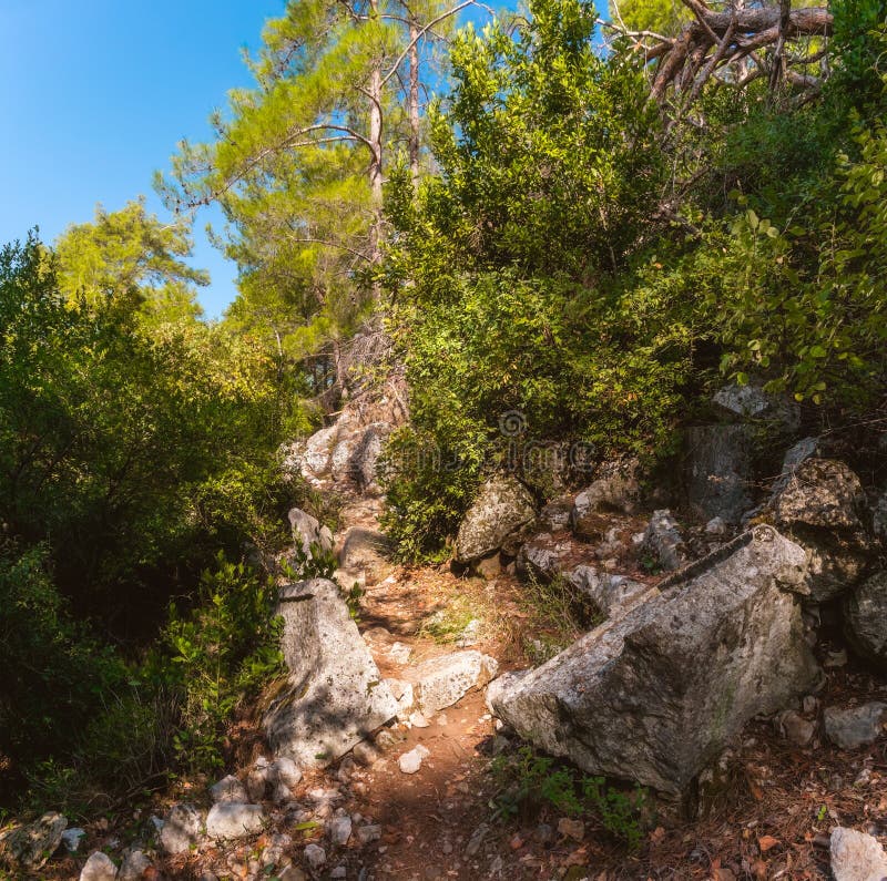 Trees among Large Boulders in the Turkish Forest. Stock Photo - Image ...