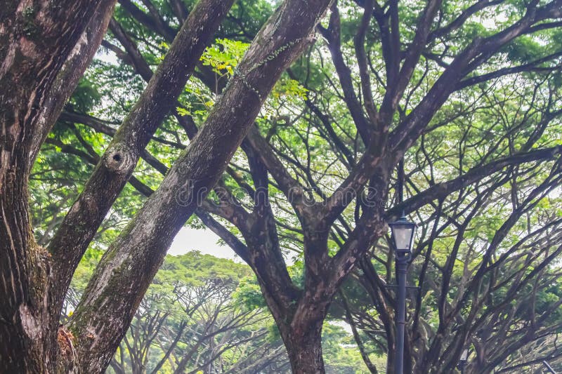 Trees with Large, Neatly Arranged Trunks Stock Photo - Image of ...