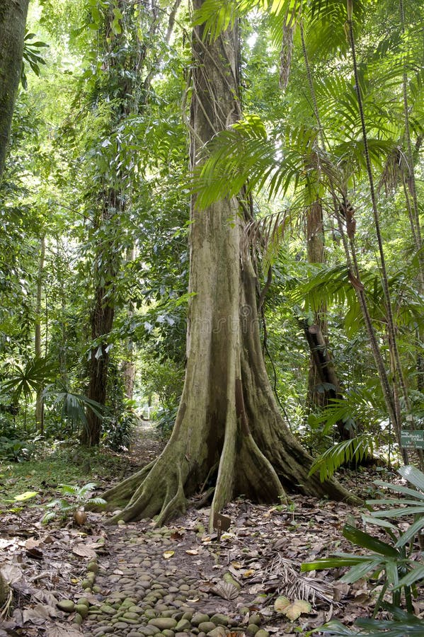 Trees with Large Roots in the Forest Stock Photo - Image of tropical ...