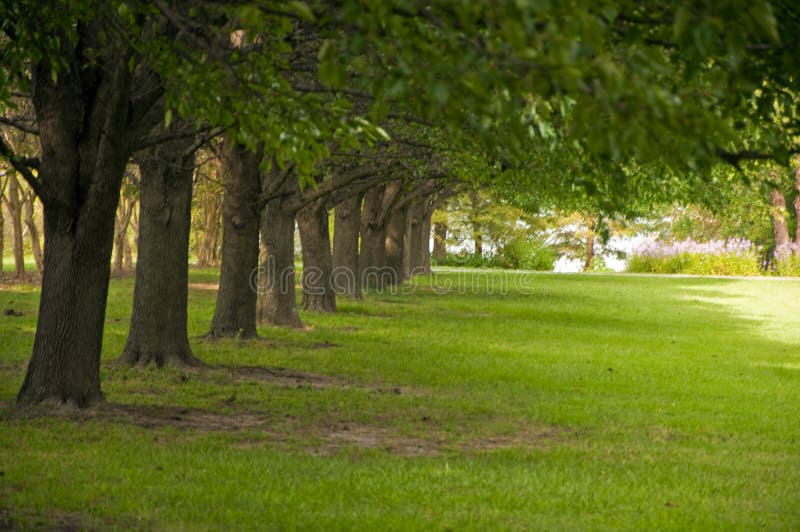 Trees and Lawn stock photo. Image of peace, botany, helping - 10848160