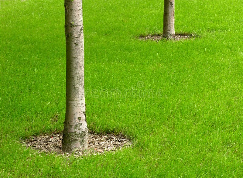 Trees on the lawn stock image. Image of landscaping, bark - 211395