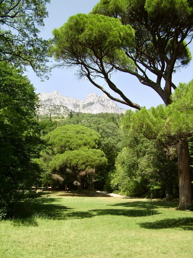 Trees and Lawn on a Bright Summer Day Stock Photo - Image of foliage ...