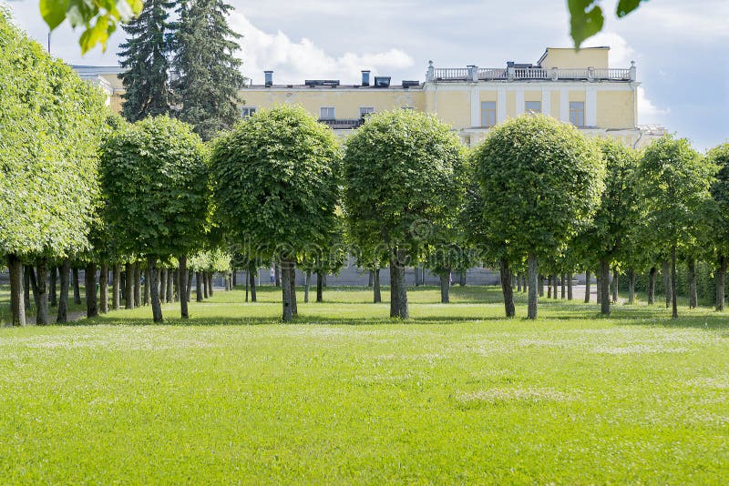 Trees and lawn. stock image. Image of lawn, sunny, manor - 84553199