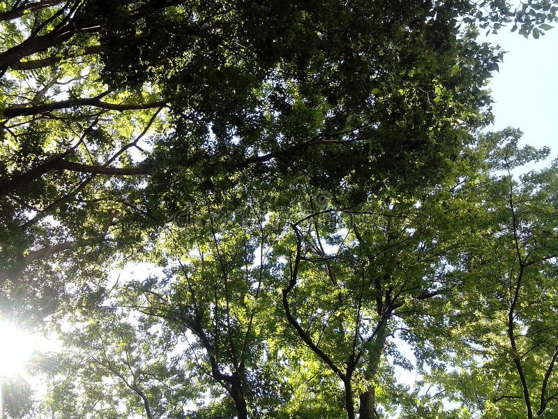 Trees stock photo. Image of tree, laying, trees - 48018584