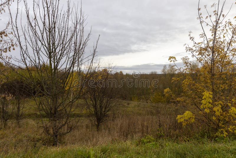 Trees during Leaf Fall, Hilly Area with Birch Trees and Other Trees ...