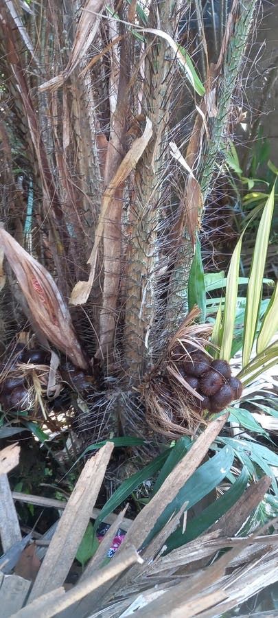 Trees, Leaf and Land of Snake Fruit Stock Image - Image of land, leaf ...