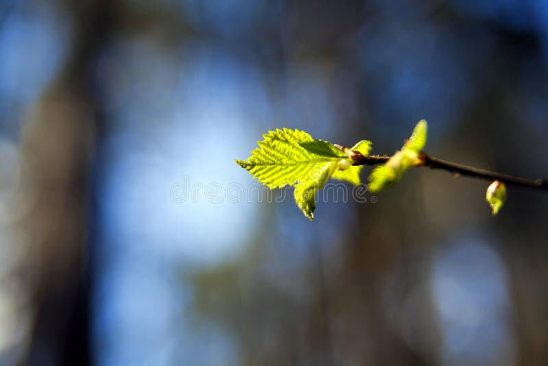 Trees leaf out in spring stock image. Image of leafing - 178702383