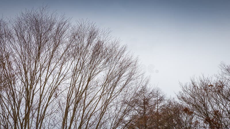 Trees without Leaf in Winter Stock Photo - Image of wood, climate ...