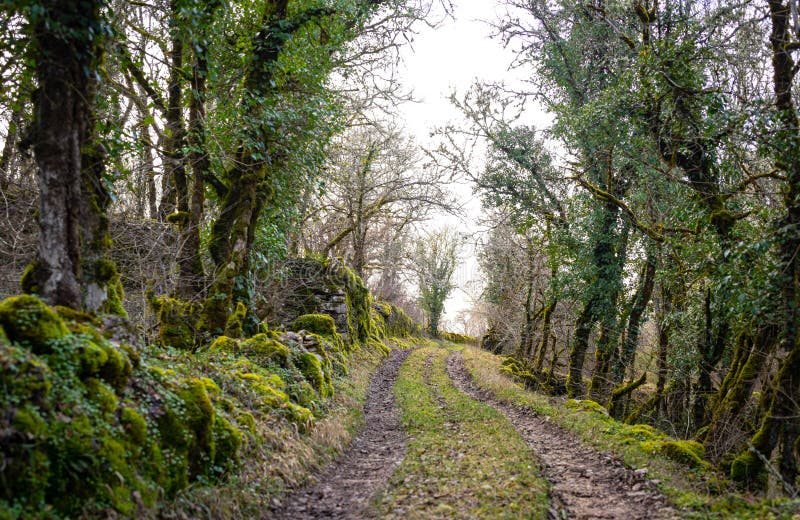 Soft Moss Covered Rocks and Trees Line a Farm Path Stock Image - Image ...