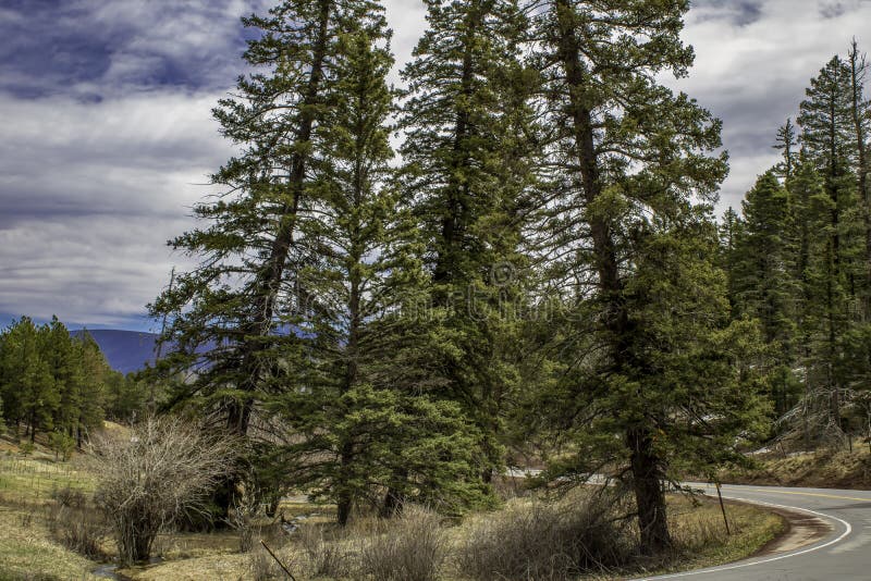 Trees Leaning on Each Other Stock Image - Image of grass, ground: 145522967