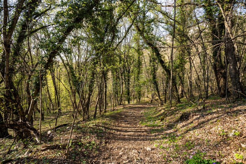 Trees are Leaning Over the Forest Path. Arch of Trees Stock Image ...