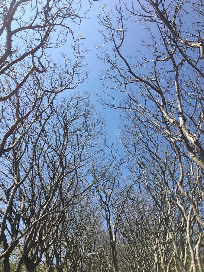 Trees stock image. Image of outdoor, season, trees, nature - 211575823