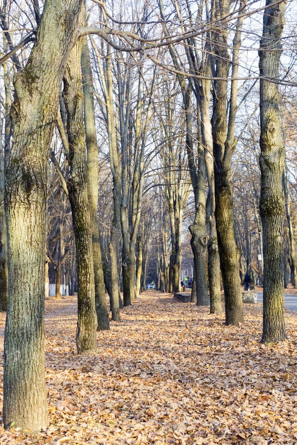 Trees without Leaves in the Autumn City Park Stock Photo - Image of ...