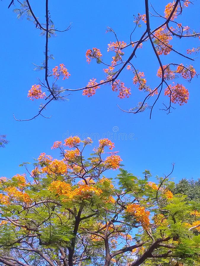 Trees and Leaves Beauty Coloful in Park Stock Photo - Image of trees ...
