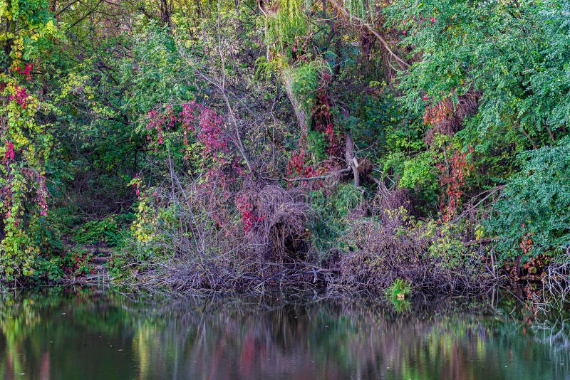 Thicket Reflects in the Lake Stock Photo - Image of pond, colorful ...
