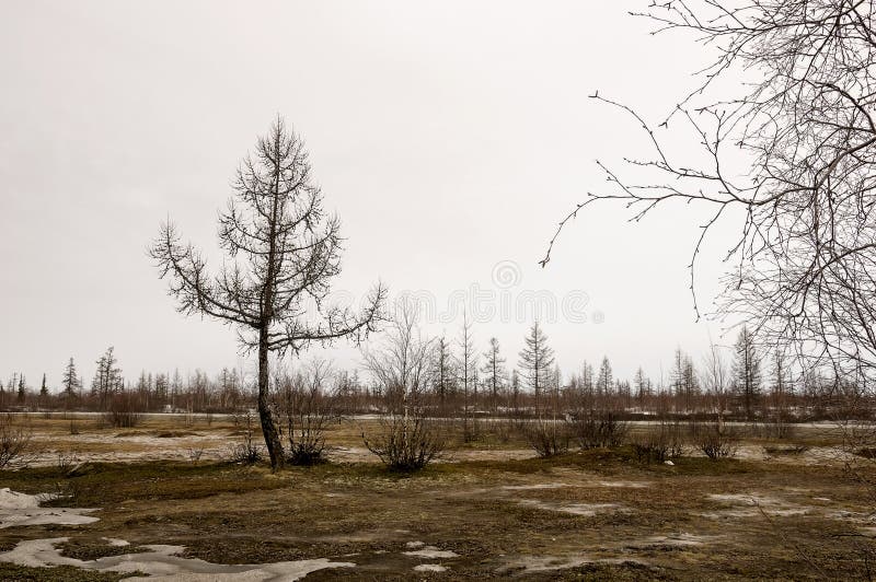 Trees without Leaves in Early Spring. March Stock Image - Image of ...