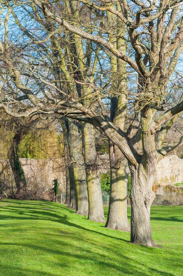 Trees without Leaves in Early Spring, UK Stock Image - Image of ecology ...
