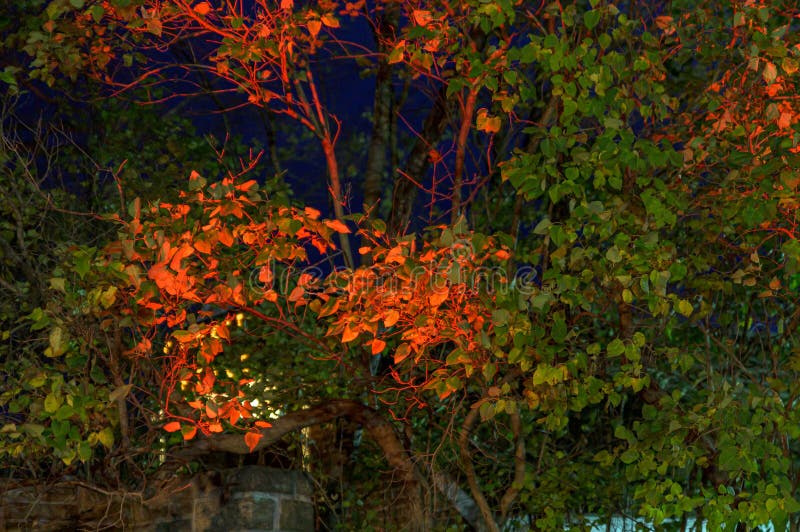 Trees and Leaves Illuminated in Different Colors, Against the Dark ...