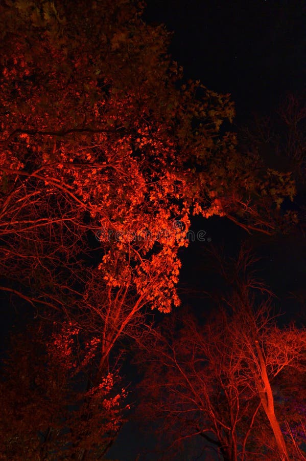 Trees and Leaves Illuminated in Different Colors, Against the Dark ...