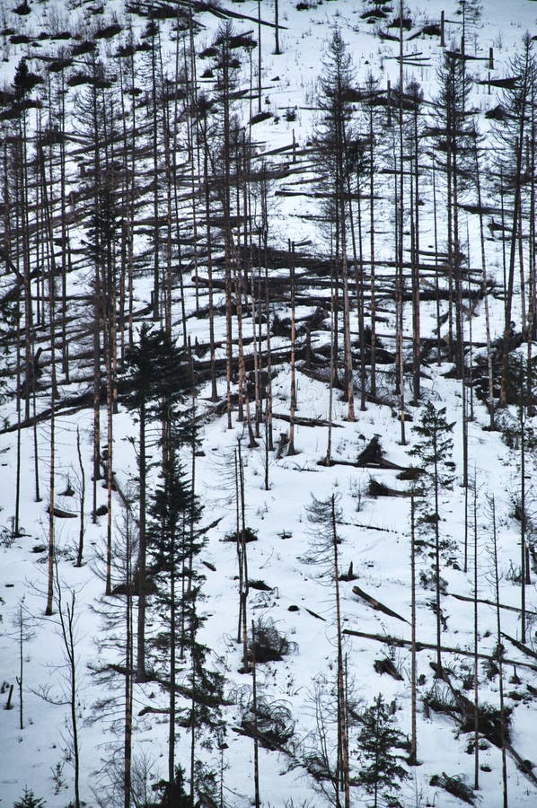 Trees without Leaves in the Mountains, Mountains Covered with Snow ...