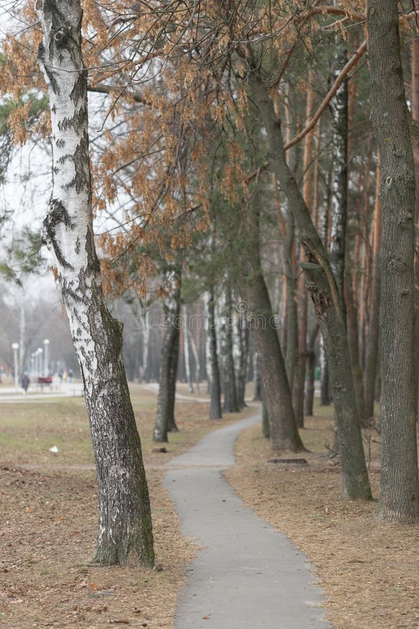 Trees without Leaves in the Park. Spring Stock Image - Image of leaves ...