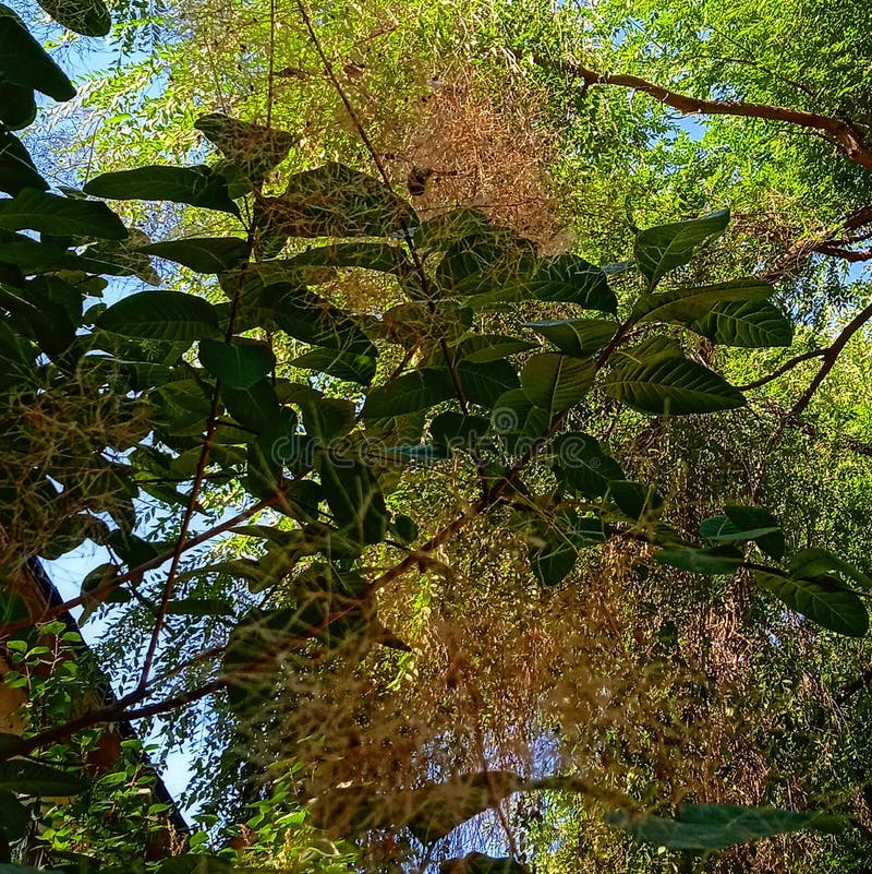 Trees, Leaves Plants Nature. Stock Photo - Image of produce, garden ...