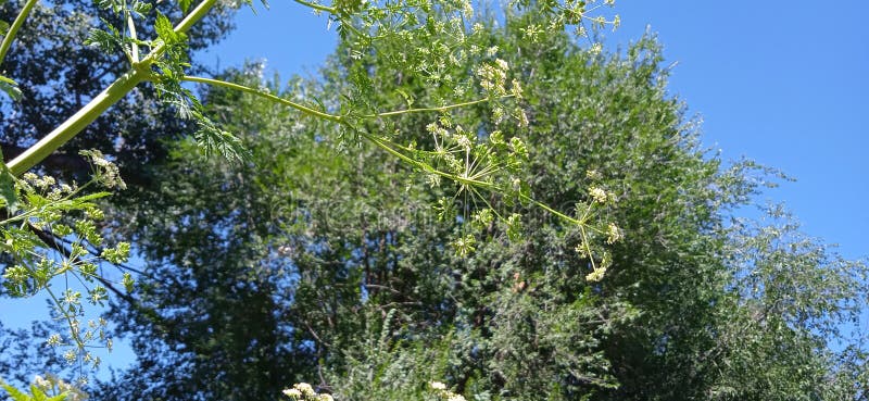 Trees, Leaves Plants Nature. Stock Image - Image of evergreen, shrub ...