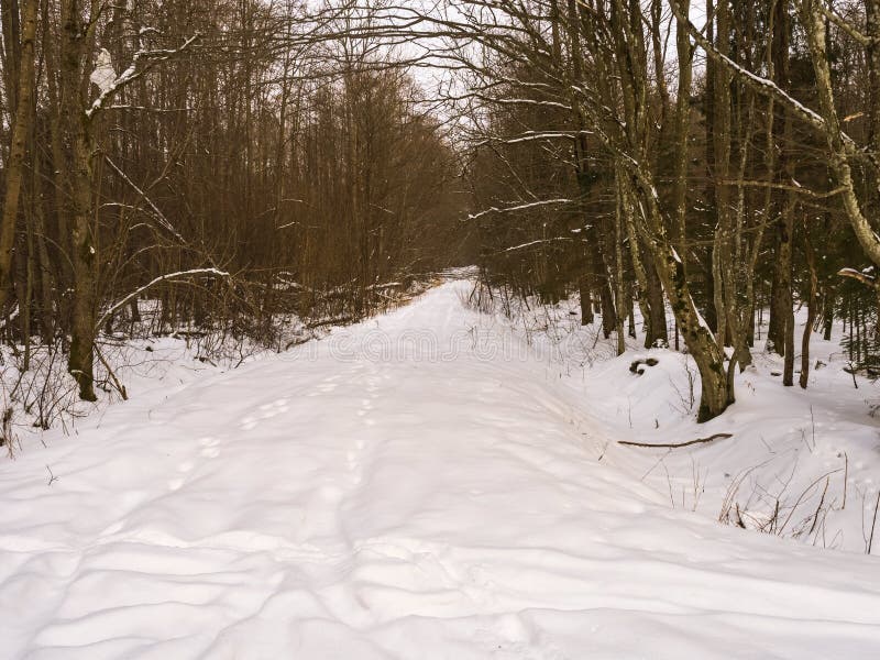 Trees without Leaves and Snow in the Forest, Forest Road in Winter ...