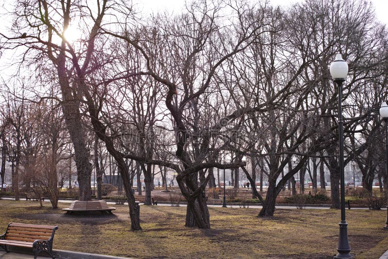 Trees without leaves stock image. Image of full, environment - 53586551