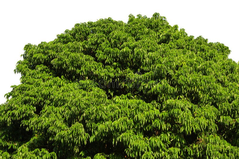 Trees and Leaves Taken from a Low Angle To the Top of the Tree Isolated ...