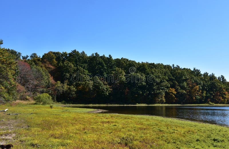 Trees with Leaves Turning and Changing Colors Stock Image - Image of ...