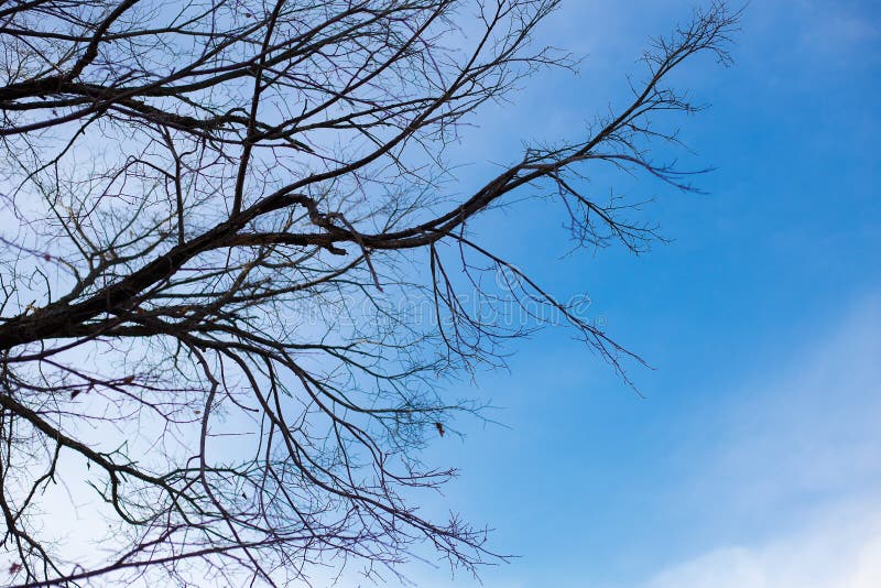Trees without Leaves in Winter. Stock Image - Image of leaves, fresh ...