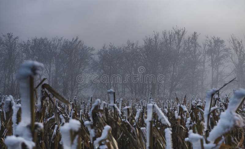 Trees without Leaves in Winter in Dense Fog in the Background, Withered ...