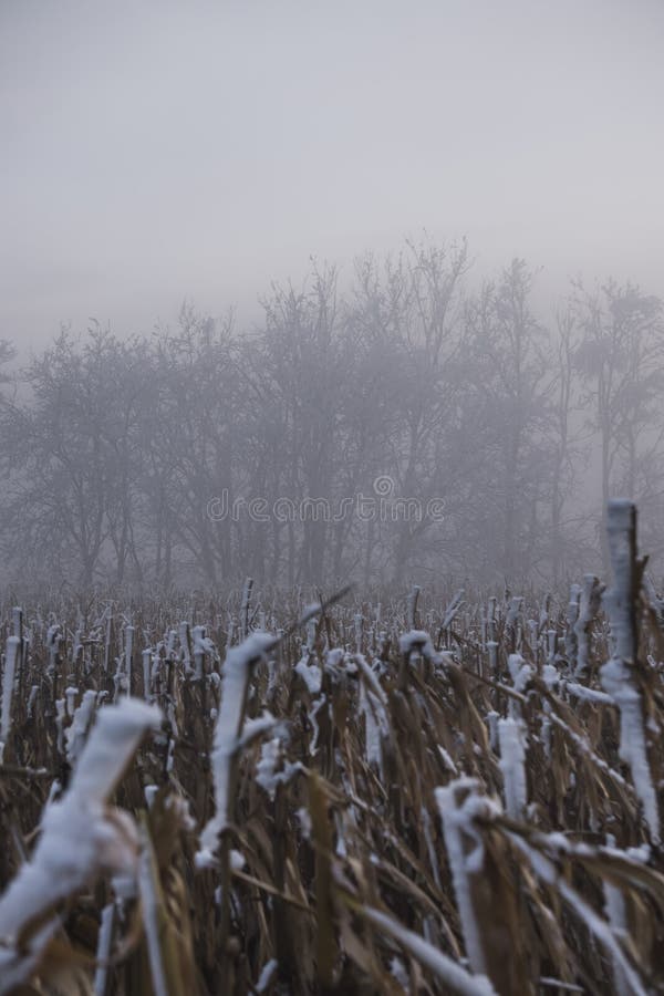 Trees without Leaves in Winter in Dense Fog in the Background, Withered ...