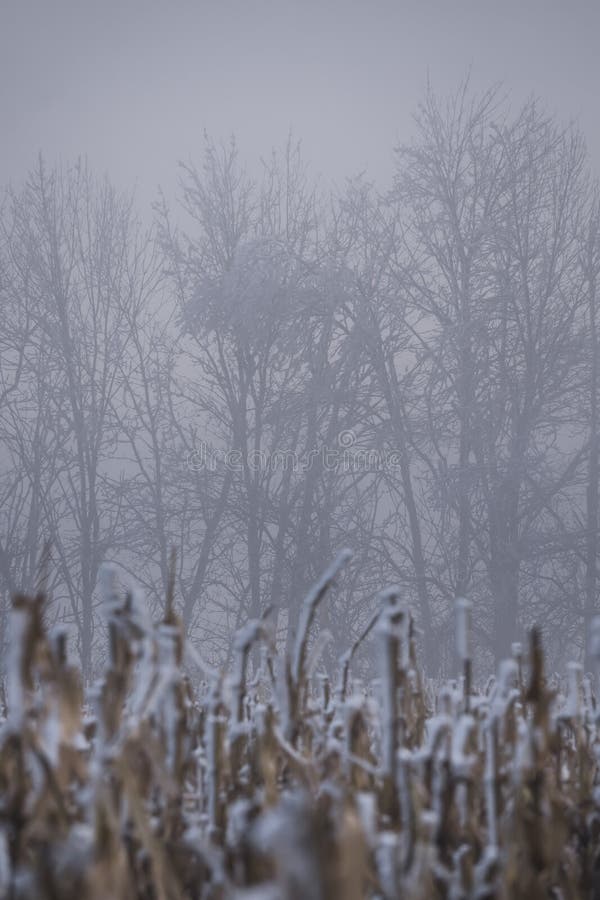 Trees without Leaves in Winter in Dense Fog in the Background, Withered ...