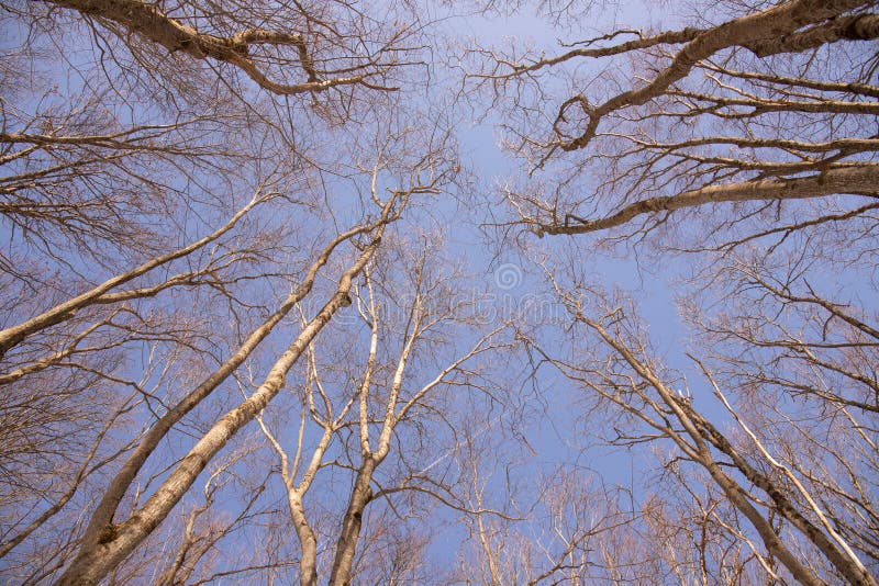 Trees Leaving Trunks in the Sky Stock Photo - Image of branch, plant ...