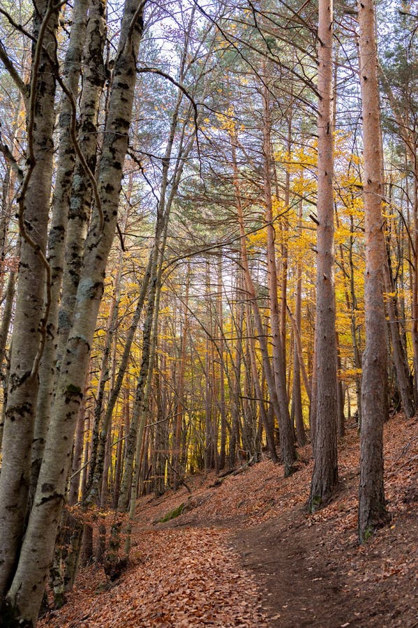 Trees are Left in the Fall Season in the Forest Stock Image - Image of ...