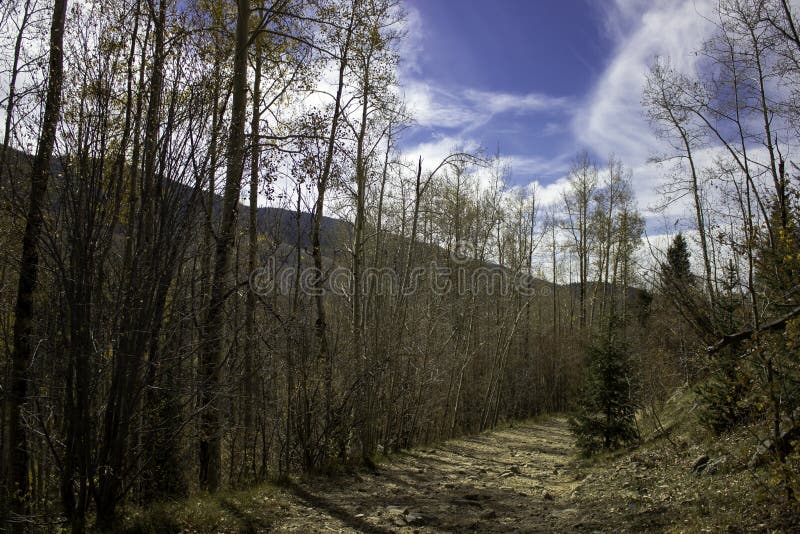 Trees on the Left stock photo. Image of baren, winter - 102302354