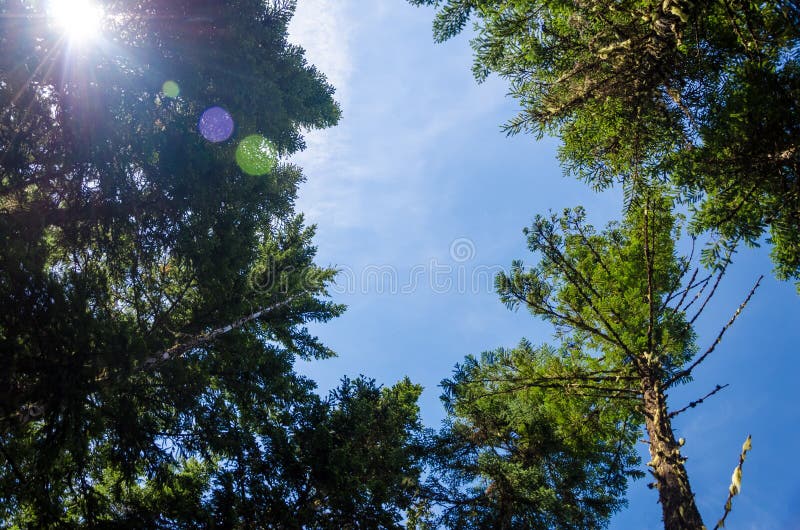 Trees and Lens Flare stock photo. Image of national, conifer - 32664422