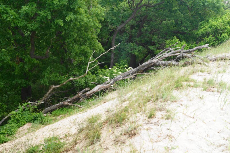 Trees from Letea Forest, Tulcea Stock Image - Image of meadow, natural ...