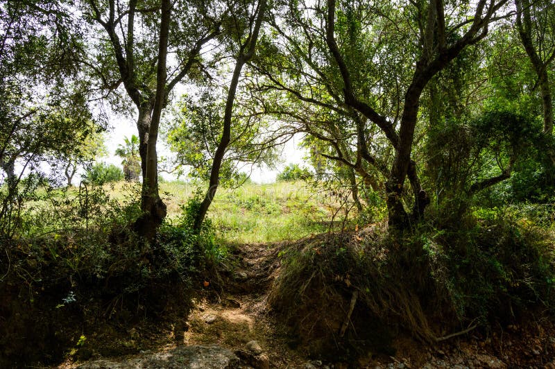 Trees Letting light pass stock image. Image of beam - 182620425