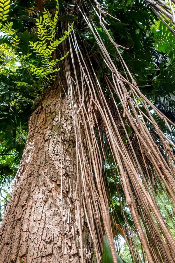 Trees and Lianas in the Jungle Stock Photo - Image of background, south ...