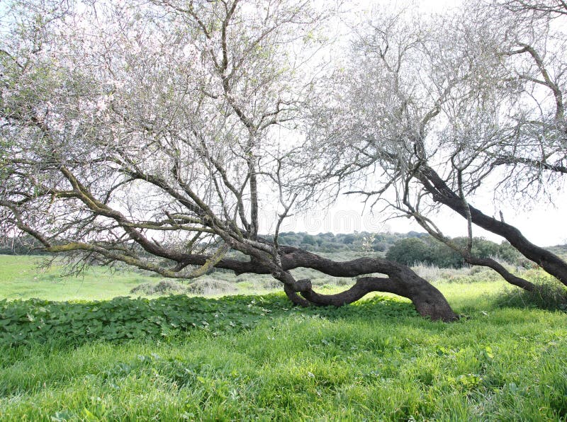 Trees Lie Down after Years of Fighting the Wind Stock Image - Image of ...