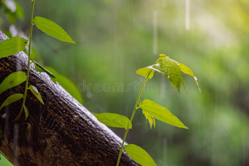 Trees of Life Concept Small Tree Growing Up from a Big Tree Stock Image ...